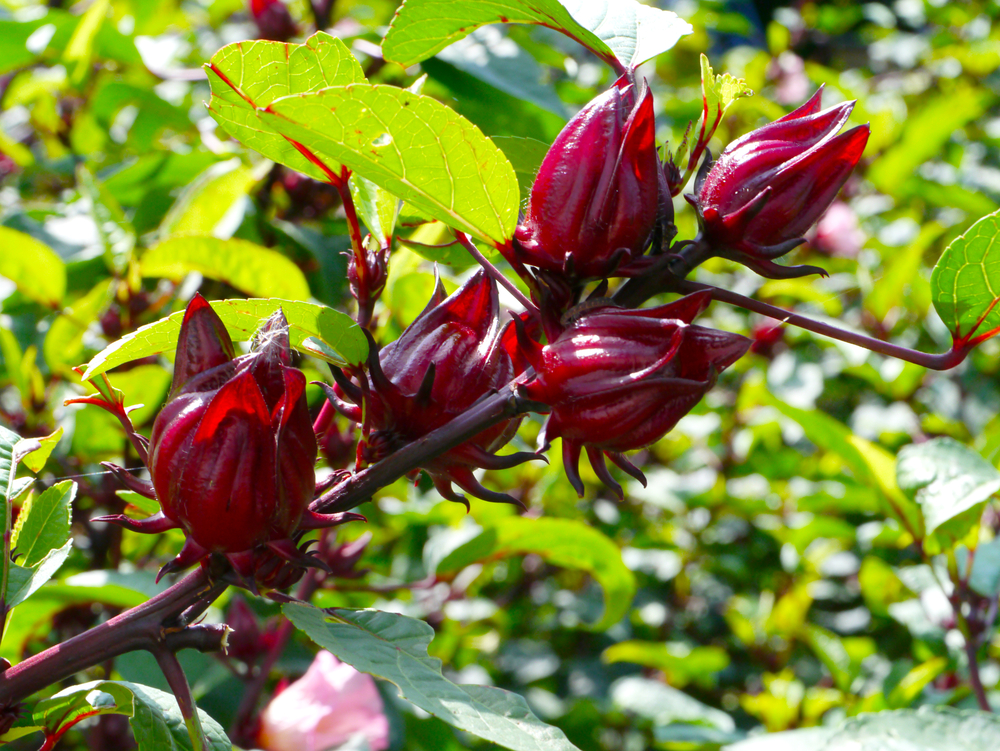 Roselle Extract - Buy Roselle Extract, Hibiscus sabdariffa L., Hibiscus ...