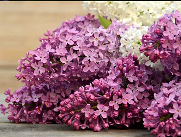 Clove Extract - Buy Clove Extract, Caryophylli Flos, Clove Flower ...