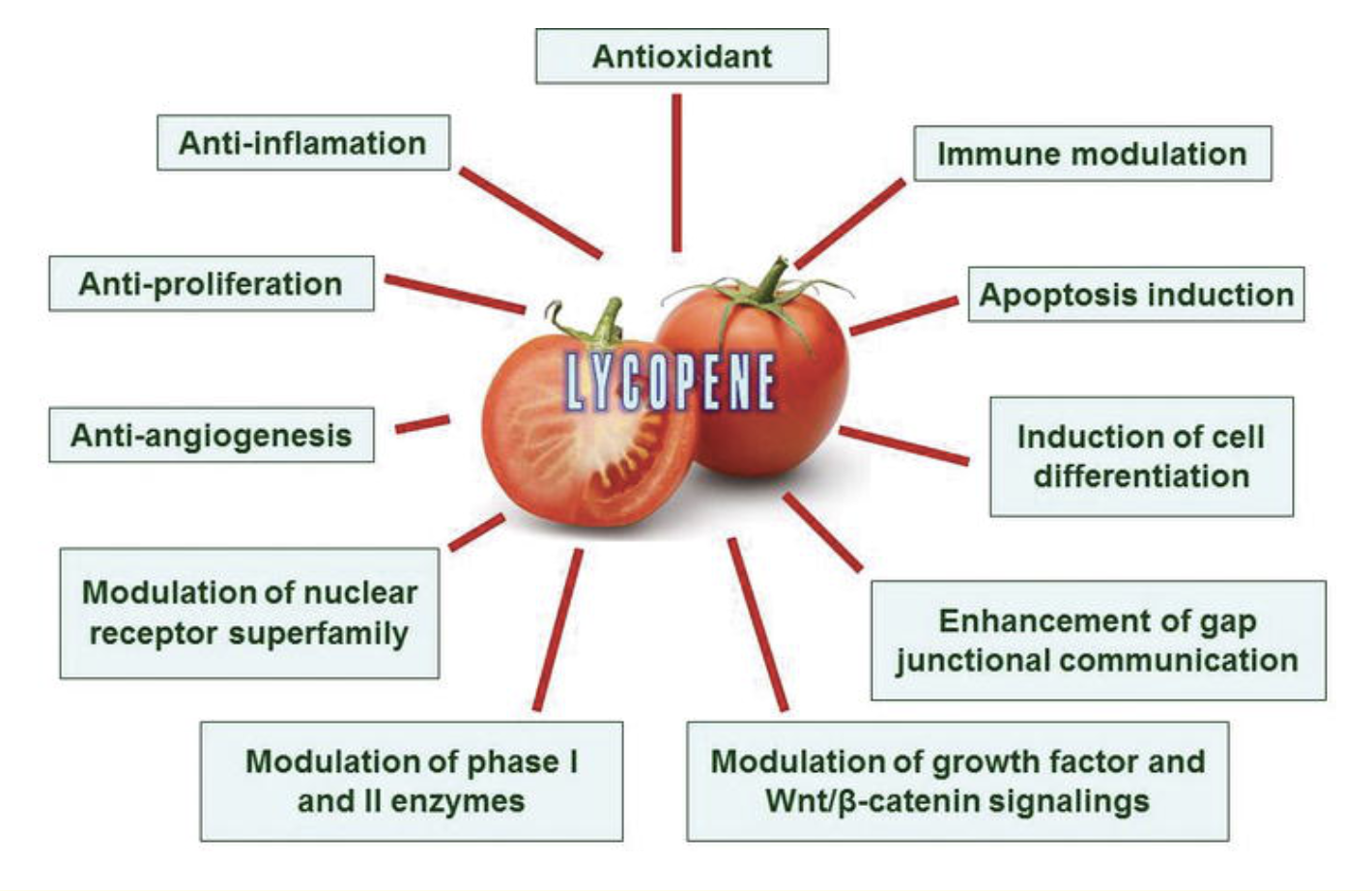 Lycopene - Buy Lycopene, ycopen;LYCOPENE; Product on Hunan Huakang ...